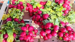 40 Different Types of Radishes to Grow This Season