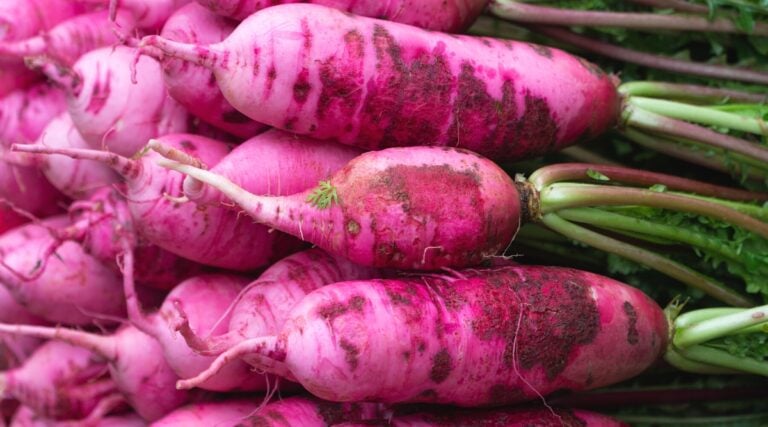 40 Different Types of Radishes to Grow This Season