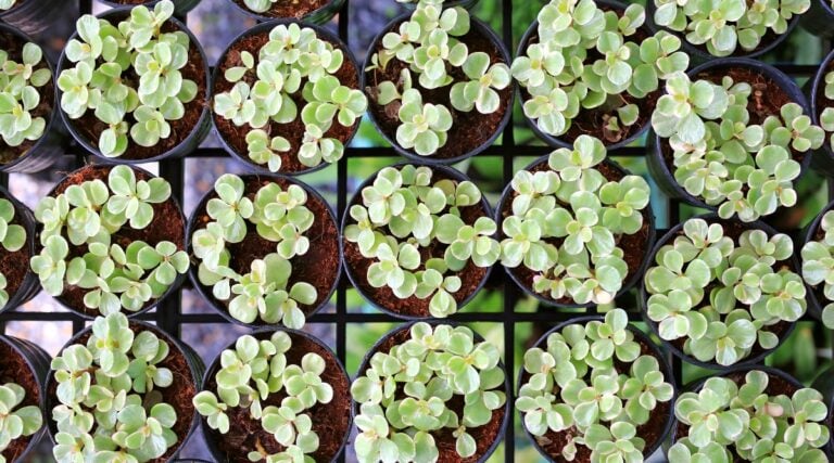 How to Plant, Grow and Care For Elephant Bush