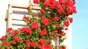 4 Ways to Grow Vertical Gardens in Small Spaces