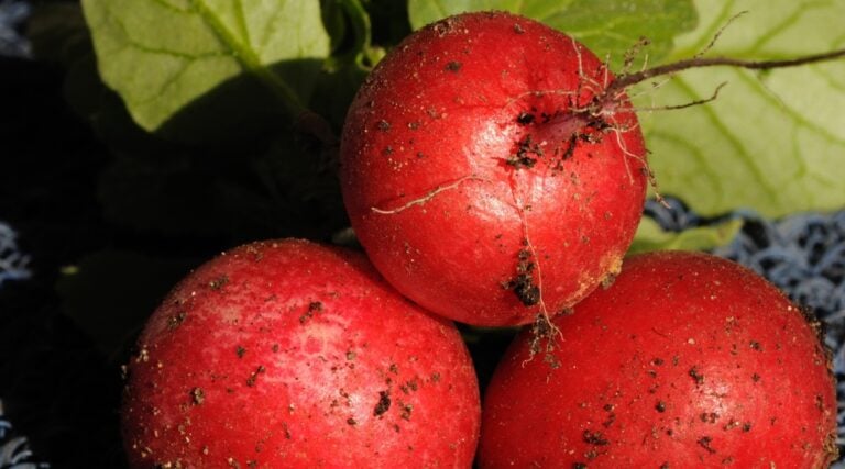 40 Different Types of Radishes to Grow This Season