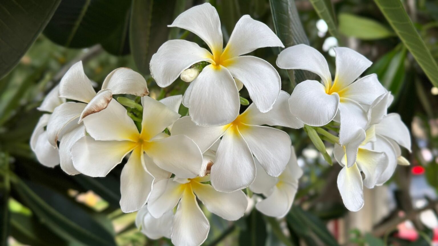 How to Plant, Grow and Care For Plumeria
