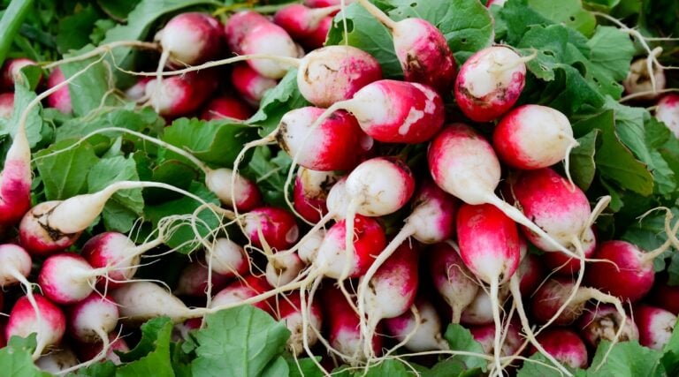 40 Different Types of Radishes to Grow This Season