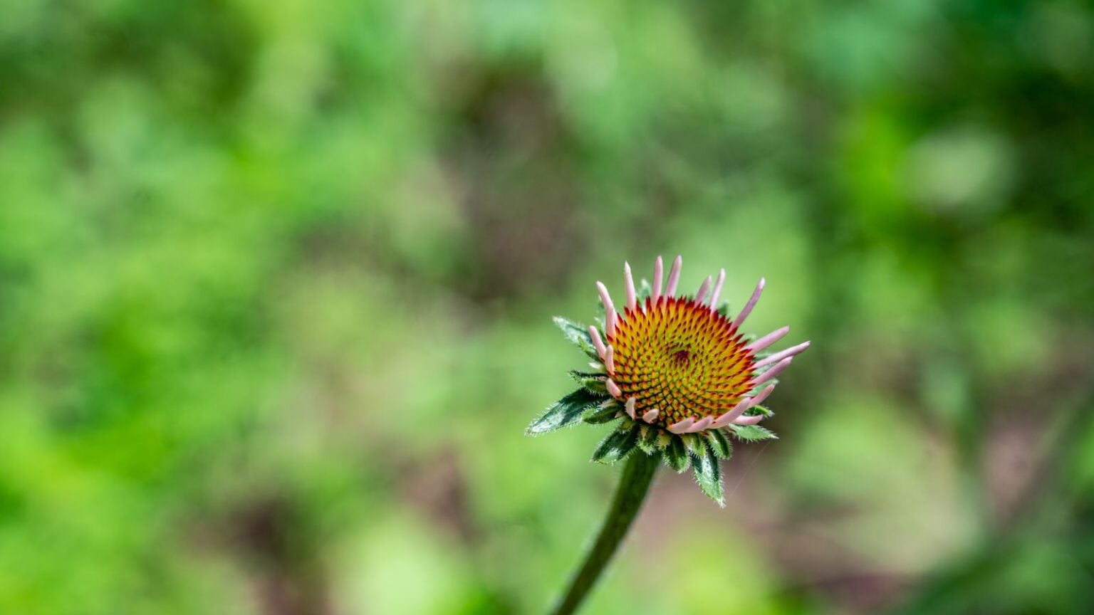 15 Common Problems With Coneflowers and How to Fix Them