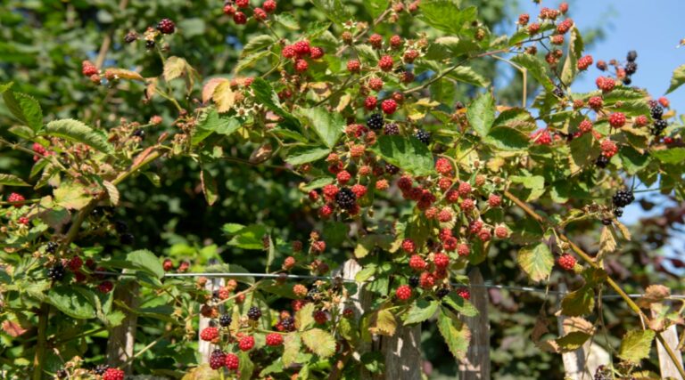 When Should You Plant Blackberries This Season?
