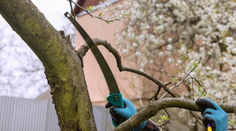 How to Prune Overgrown Fruit Trees in 7 Easy Steps