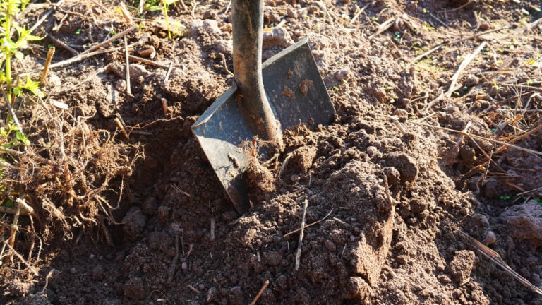 How to Plant, Grow, and Care for Hummingbird Bush