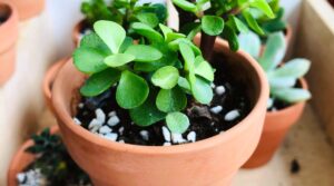 How to Plant, Grow and Care For Elephant Bush