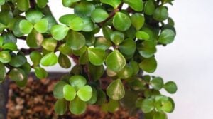 How to Plant, Grow and Care For Elephant Bush