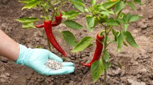 How and When to Fertilize Your Vegetable Garden