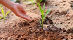 How and When to Fertilize Your Vegetable Garden