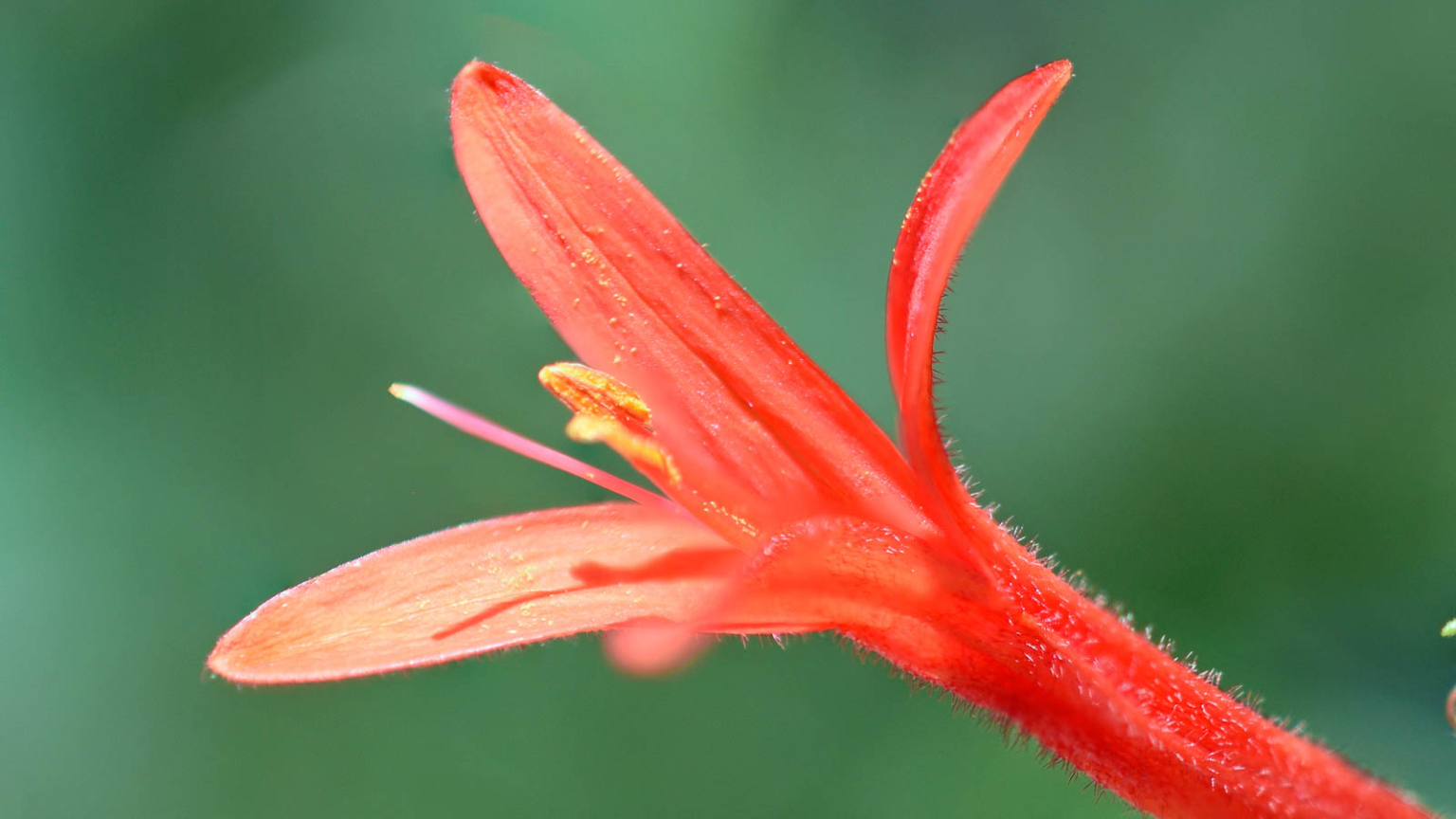 How to Plant, Grow, and Care for Hummingbird Bush