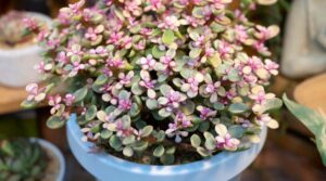 How to Plant, Grow and Care For Elephant Bush