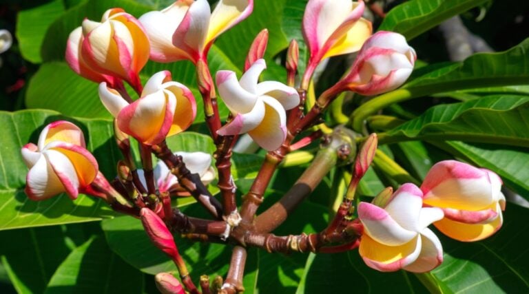 How to Plant, Grow and Care For Plumeria
