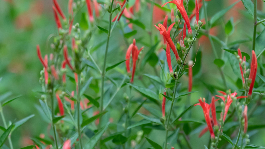 How to Plant, Grow, and Care for Hummingbird Bush