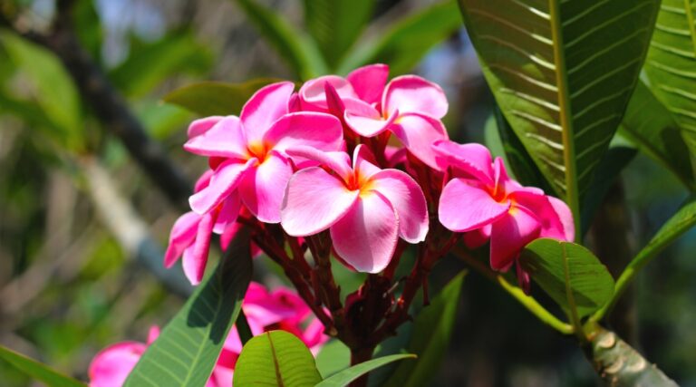 How to Plant, Grow and Care For Plumeria