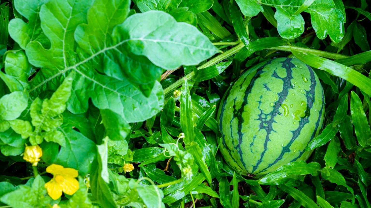 20 Best Companion Plants for Watermelons