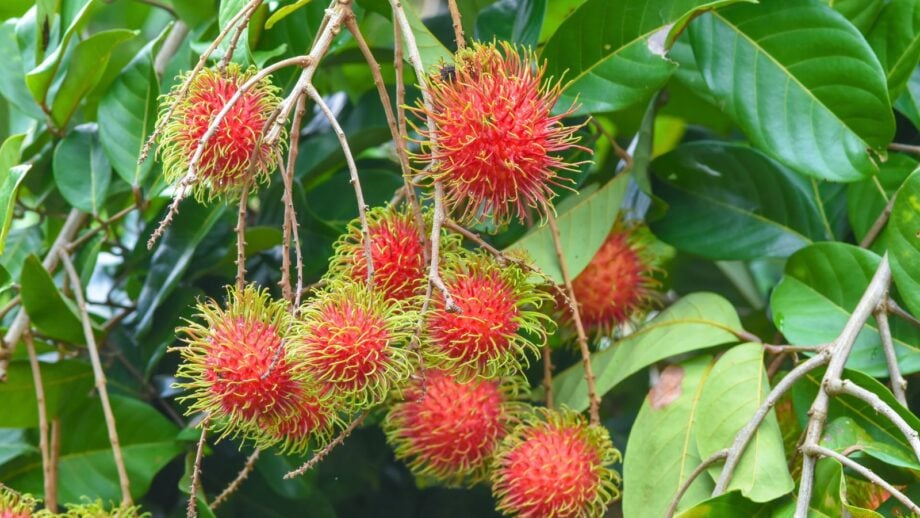 How to Plant, Grow and Care For Rambutan Trees