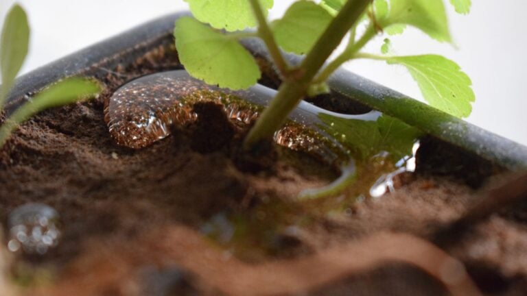 15 Reasons Your Rosemary is Turning Brown and Dying