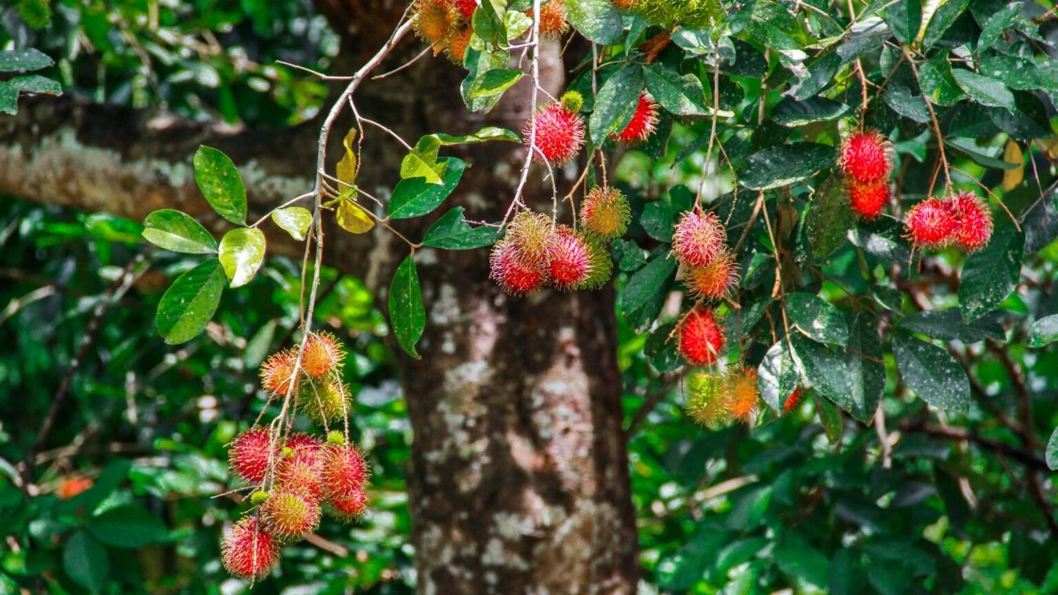How to Plant, Grow and Care For Rambutan Trees