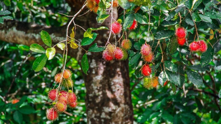How to Plant, Grow and Care For Rambutan Trees