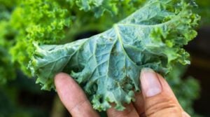 10 Tips For Growing Kale in Pots or Containers