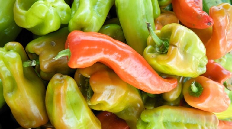 43 Different Types of Hot Peppers to Grow This Season