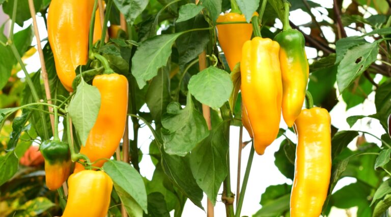 46 Types of Sweet Peppers to Grow This Season