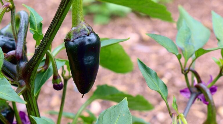 43 Different Types of Hot Peppers to Grow This Season