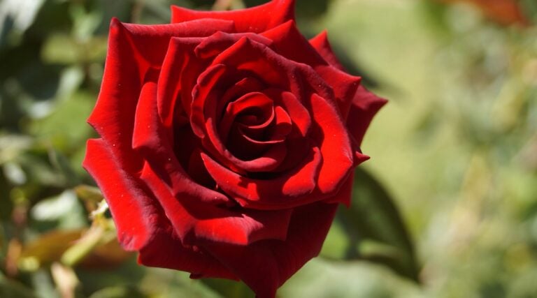 A Beginner's Guide to Growing Roses in Your Garden