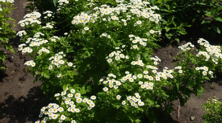 How to Plant, Grow and Care For Feverfew