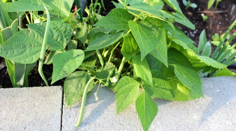 13 Fruit and Vegetable Varieties to Direct Seed in May