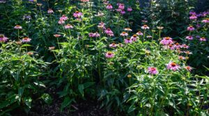 How and When to Transplant Coneflowers For Best Results