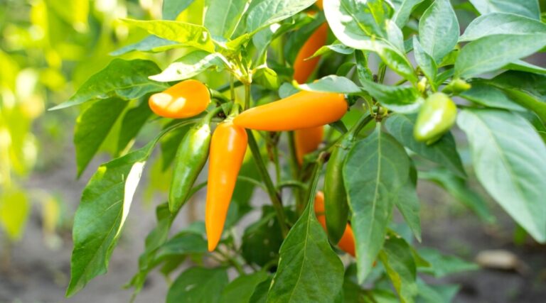 43 Different Types of Hot Peppers to Grow This Season