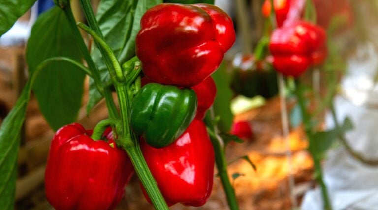 46 Types of Sweet Peppers to Grow This Season