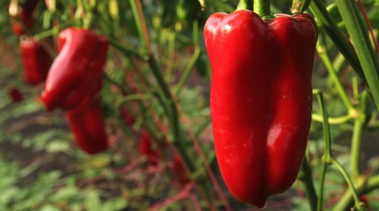 46 Types of Sweet Peppers to Grow This Season