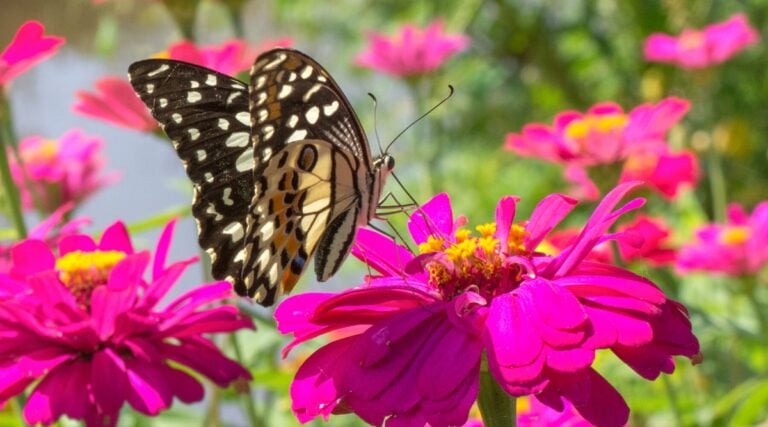 15 Different Ways to Attract Pollinators To Your Garden