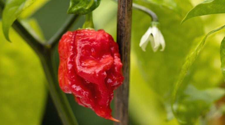 43 Different Types of Hot Peppers to Grow This Season