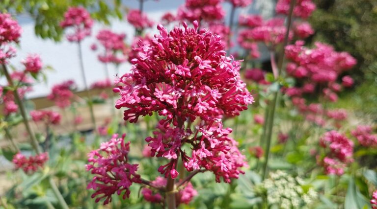 27 Flowering Perennials That Will Bloom This Season