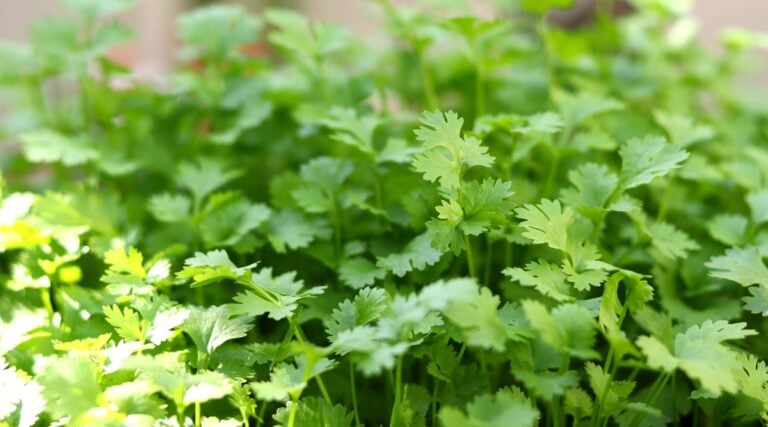 13 Fruit and Vegetable Varieties to Direct Seed in May