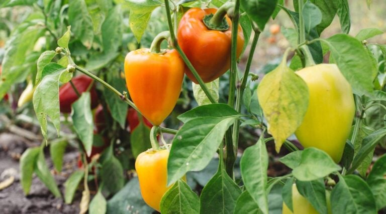46 Types of Sweet Peppers to Grow This Season
