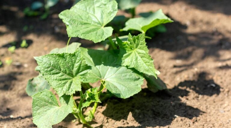 Cucumber Growth Stages: How Fast Does Cucumber Grow?
