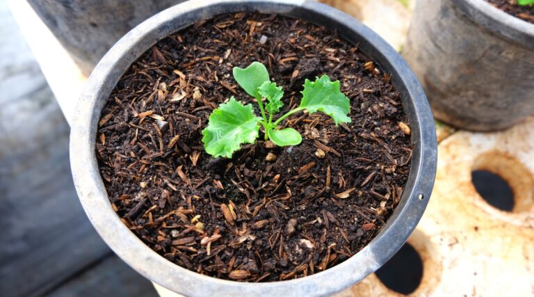 10 Tips For Growing Kale in Pots or Containers