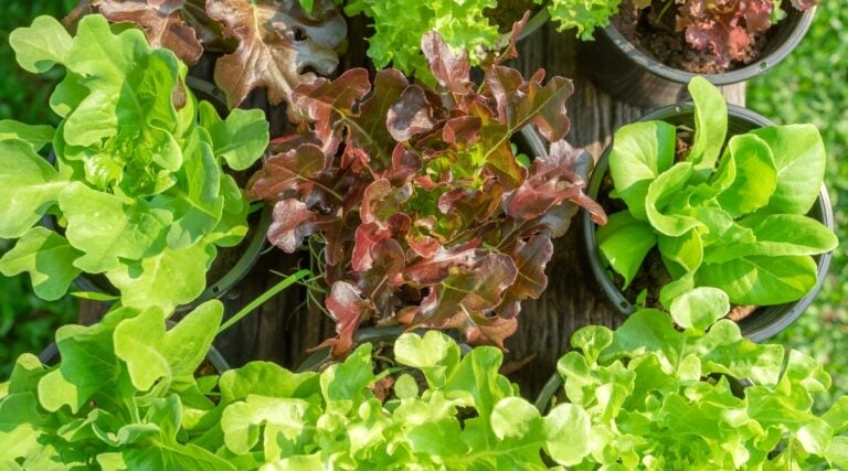 10 Tips For Growing a Bountiful Lettuce Harvest in Containers