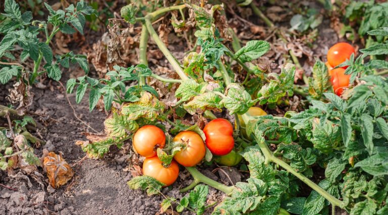 Bacterial Wilt in Tomatoes: Identification and Prevention