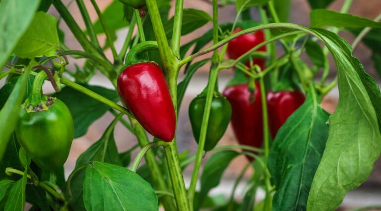 43 Different Types of Hot Peppers to Grow This Season