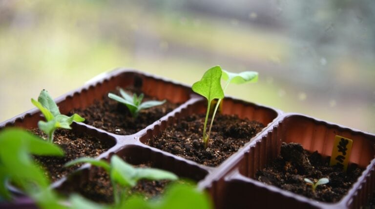 How and When to Transplant Coneflowers For Best Results