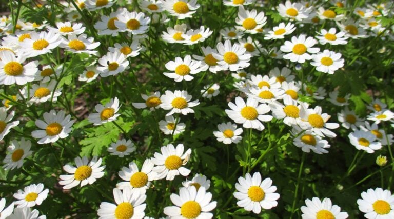 How to Plant, Grow and Care For Feverfew