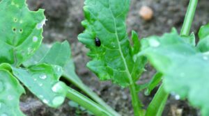 10 Tips For Growing Kale in Pots or Containers