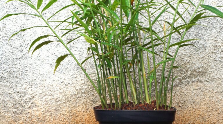 15 Tips For Growing Amazing Ginger Plants In Pots Or Containers